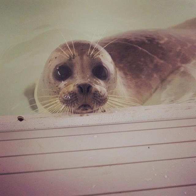Working to save the world's smallest seals - Youth Journalism International
