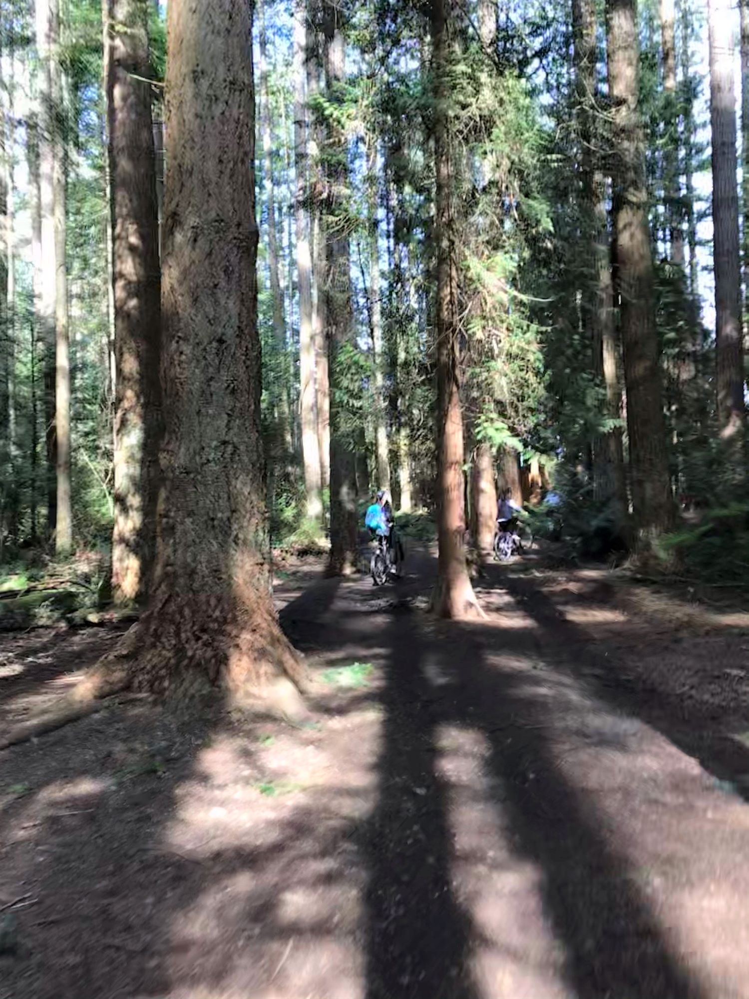 Finding solace in my forest - Youth Journalism International