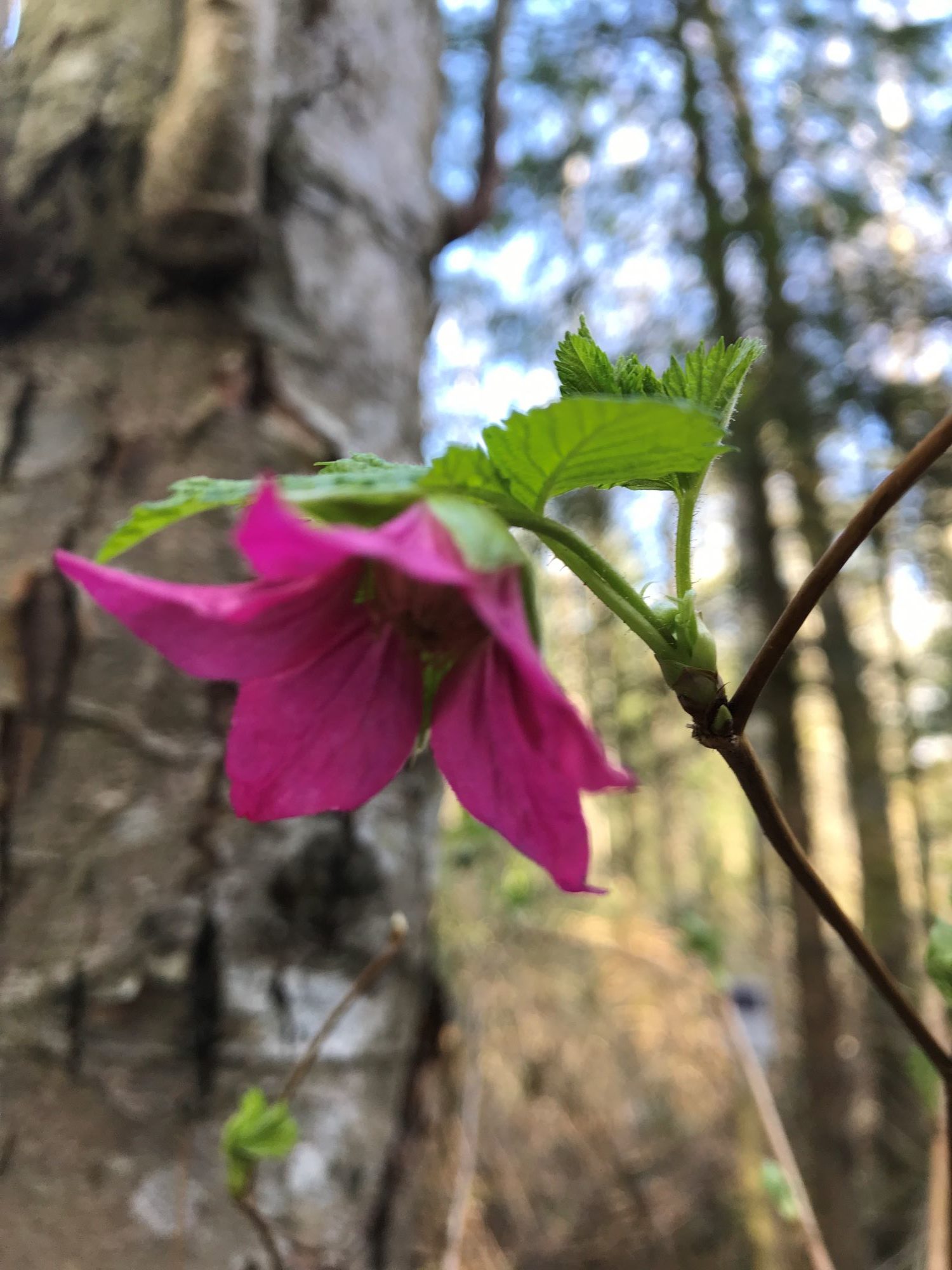 Finding solace in my forest - Youth Journalism International