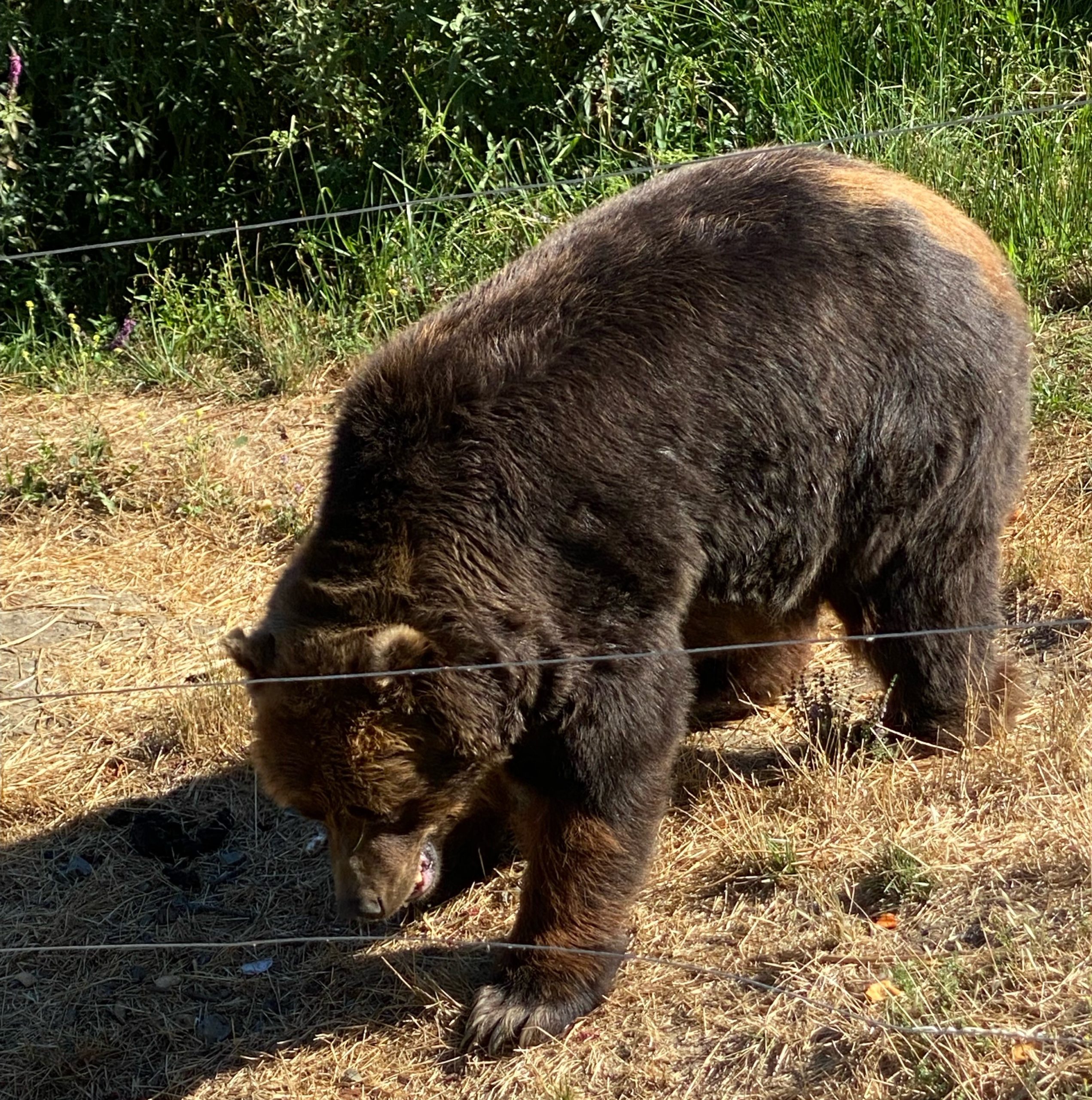 Up close and personal with wild animals - Youth Journalism International