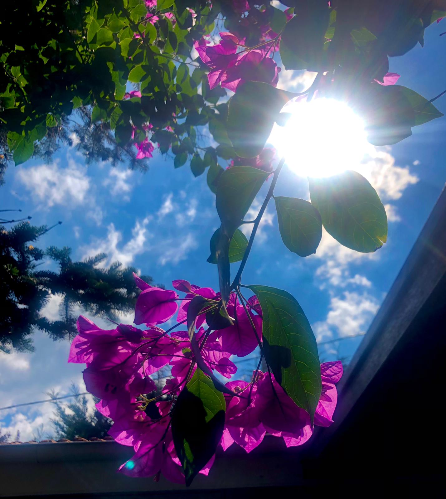 Take time to notice the Turkish flowers - Youth Journalism International