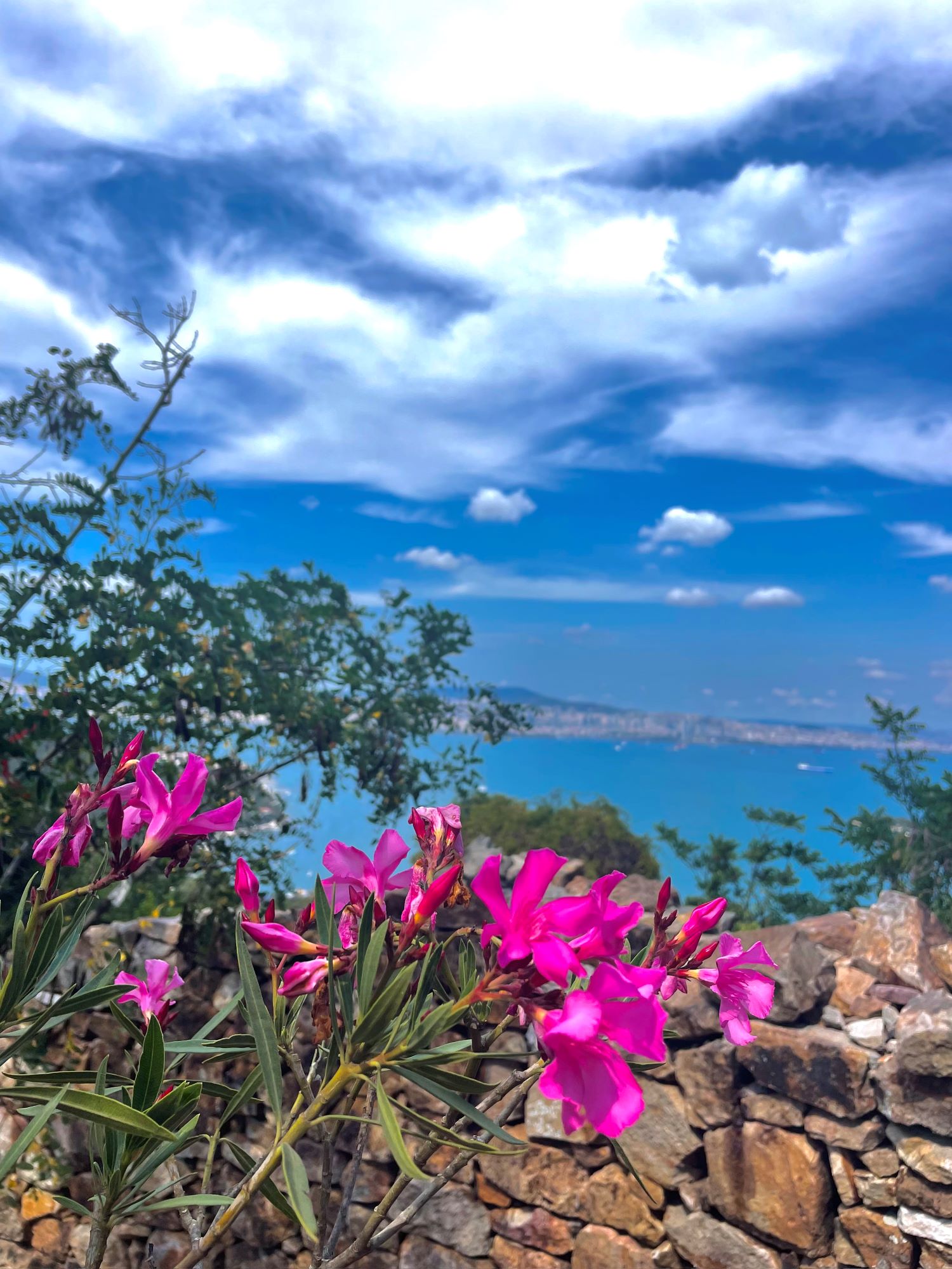 Take time to notice the Turkish flowers - Youth Journalism International