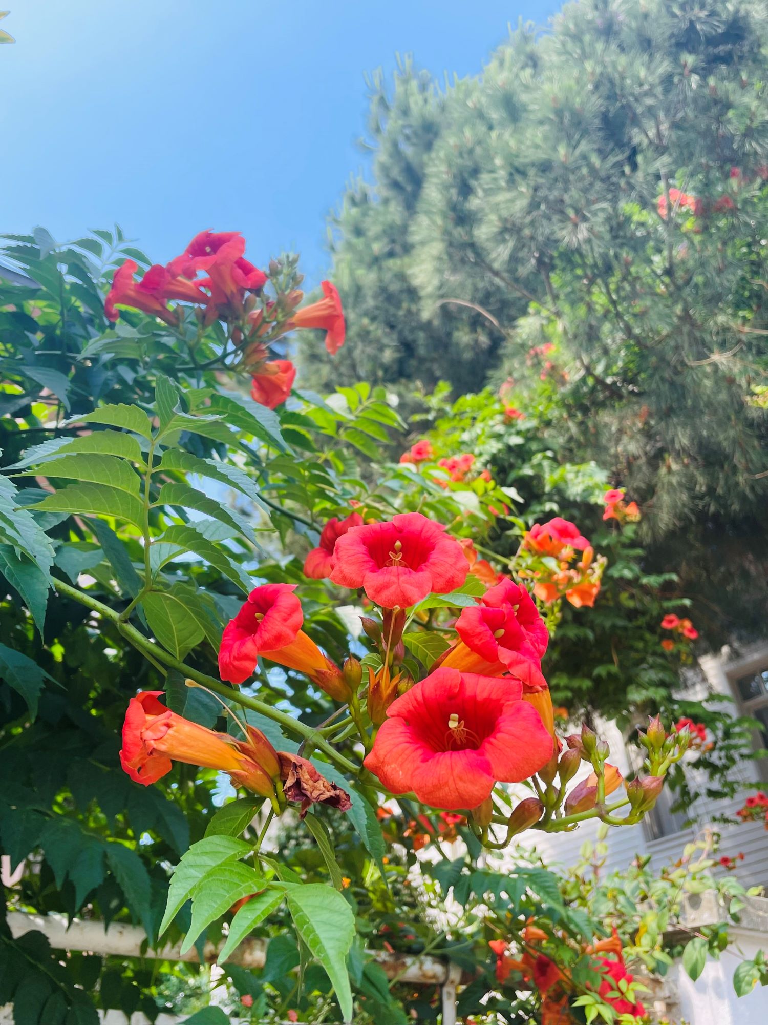 Take time to notice the Turkish flowers - Youth Journalism International