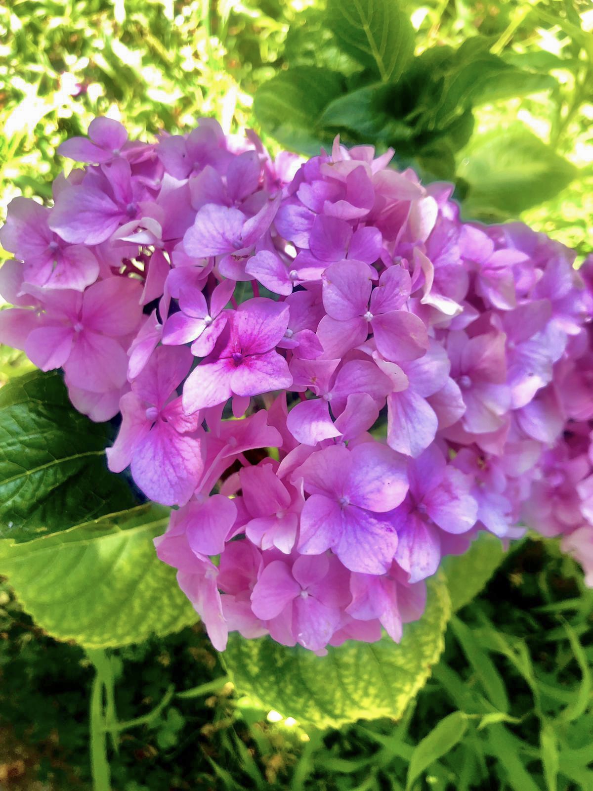 Take time to notice the Turkish flowers - Youth Journalism International