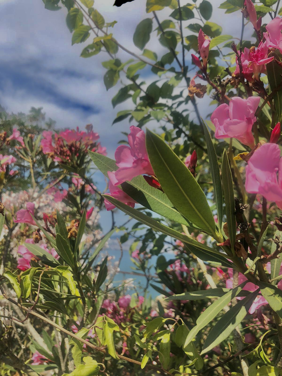 Take time to notice the Turkish flowers - Youth Journalism International