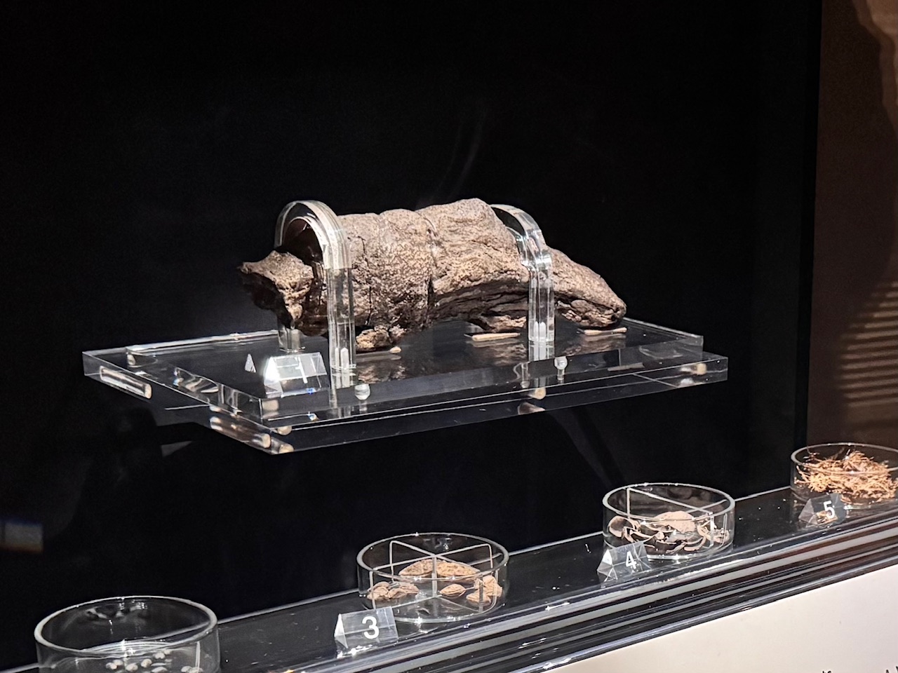 Viking poop and other cool exhibits at York museum - Youth Journalism ...