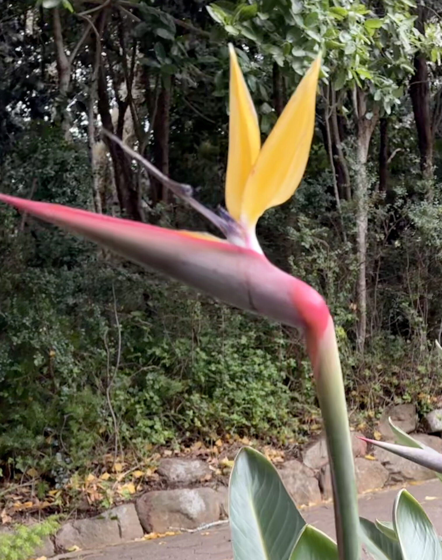 Cape Town's botanical garden so much more than 'a park with cool plants ...